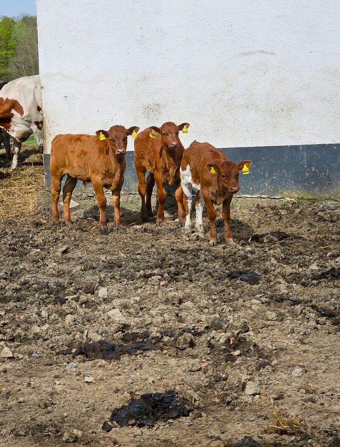 Young Calves on the Farm Group of Calves at a Stable Stock Image ...