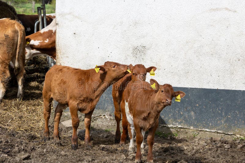 Young Calves on the Farm Group of Calves at a Stable Stock Photo ...