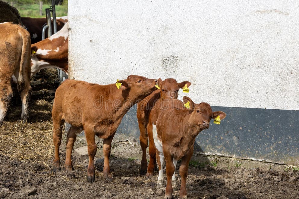Young Calves on the Farm Group of Calves at a Stable Stock Photo ...