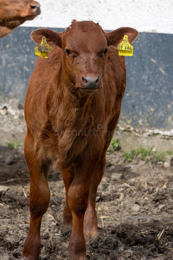 Young Calves on the Farm Group of Calves at a Stable Stock Photo ...