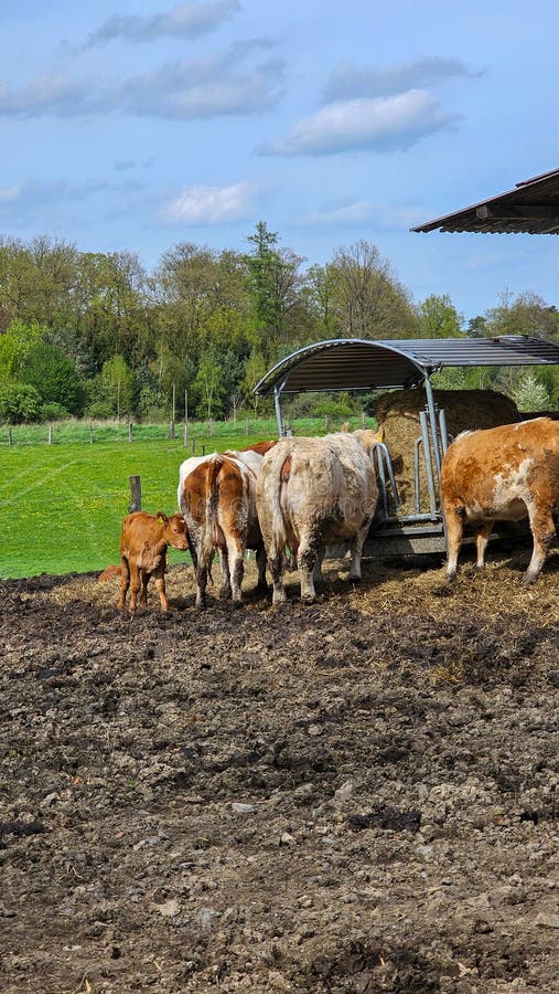 Young Calves on the Farm Group of Calves at a Stable Stock Photo ...
