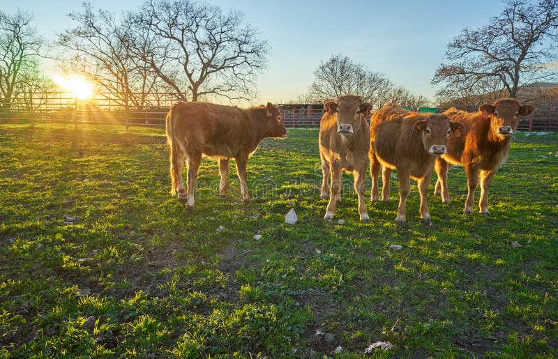 Young Calves in the Field at Sunset Stock Photo - Image of agriculture ...