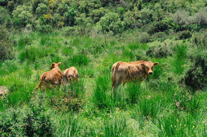 Young calves in nature stock photo. Image of outdoors - 174545494