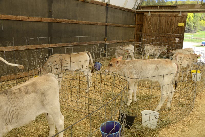 Young Calves stock image. Image of dairy, farm, calves - 30905941
