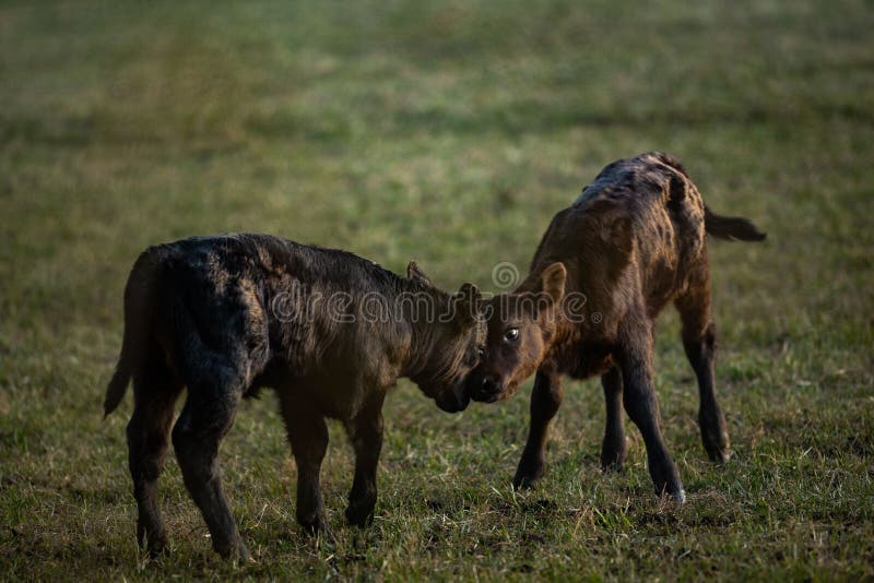 Young Calves Playing on a Field Stock Photo - Image of countryside ...