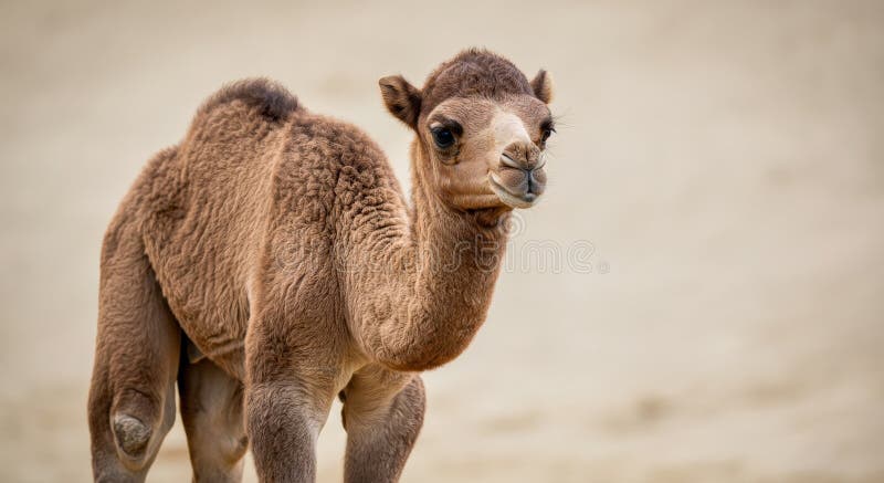 Young Camel in Desert Environment Perfect for Educational and Wildlife ...