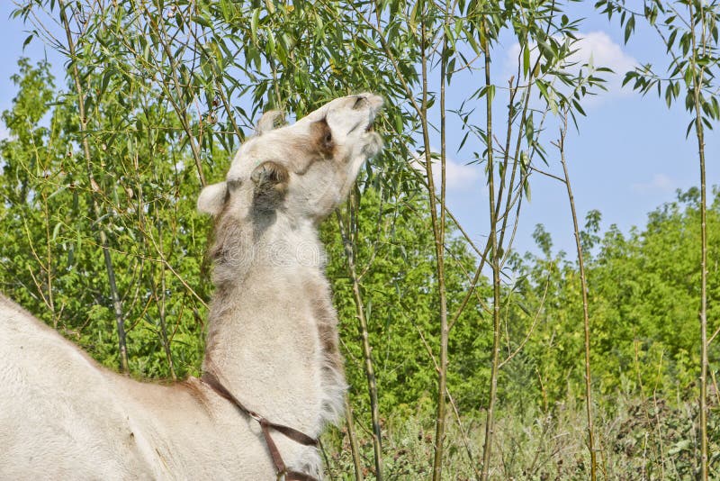 A Young Camel Eating Leaves from Tree Branches. Stock Photo - Image of ...