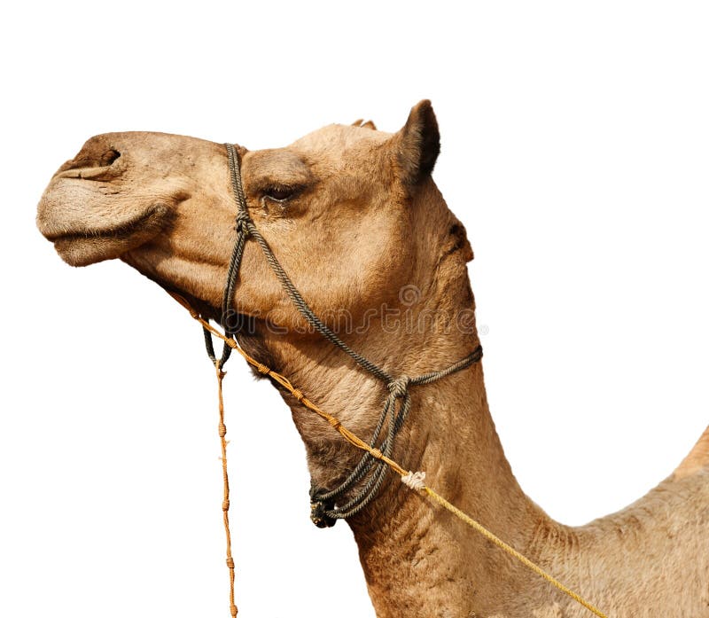 Bactrian Camel. Isolated on White Stock Photo - Image of farm ...