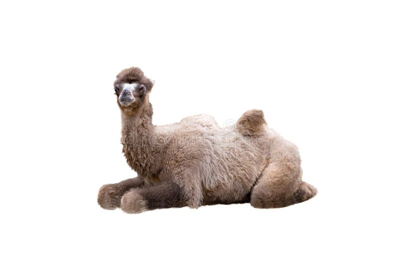 163 Happy Camel Baby Stock Photos - Free & Royalty-Free Stock Photos ...