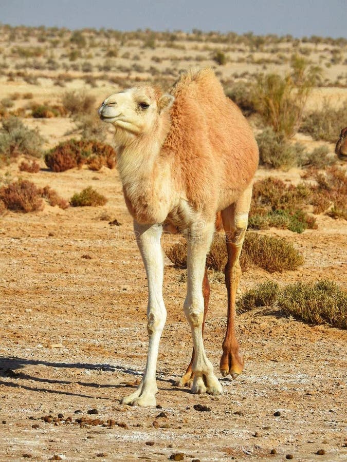 A Young Camel Walks in the Desert Stock Photo - Image of legs, safari ...