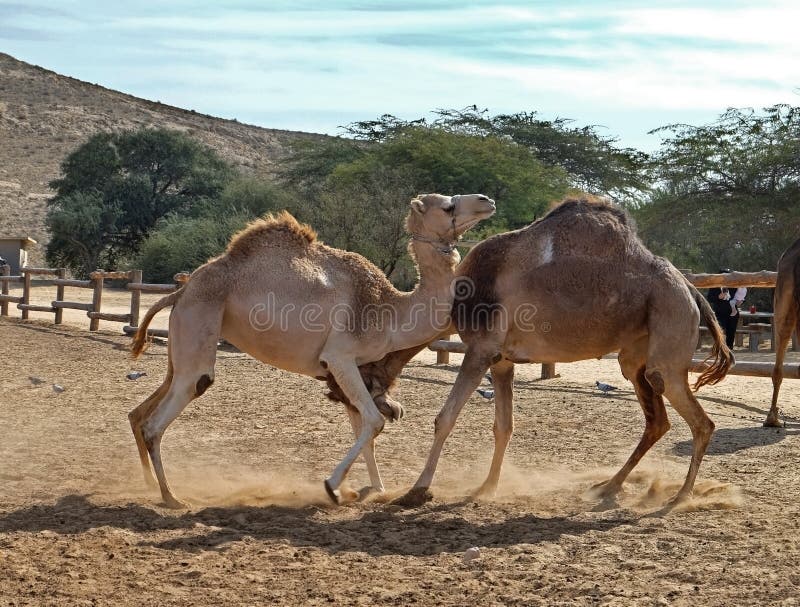 Young Camels Fight for a Place in the Hierarchy Stock Photo - Image of ...