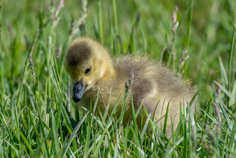Young Canada Geese Running in the Green Grass Stock Image - Image of ...