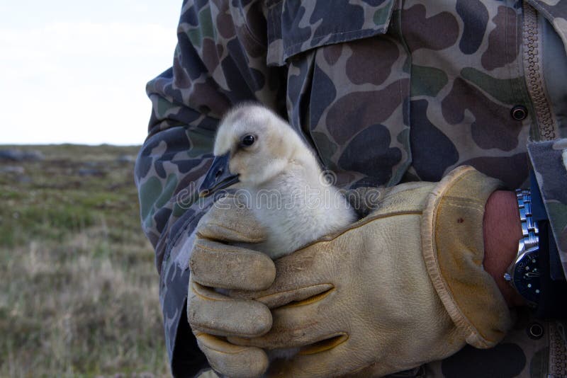 Young Canada Goose Being Held by a Person Stock Image - Image of ...