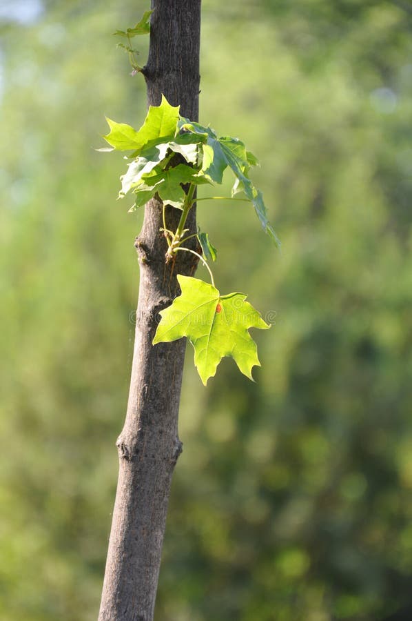 Young canadian maple stock photo. Image of park, branch - 55901010