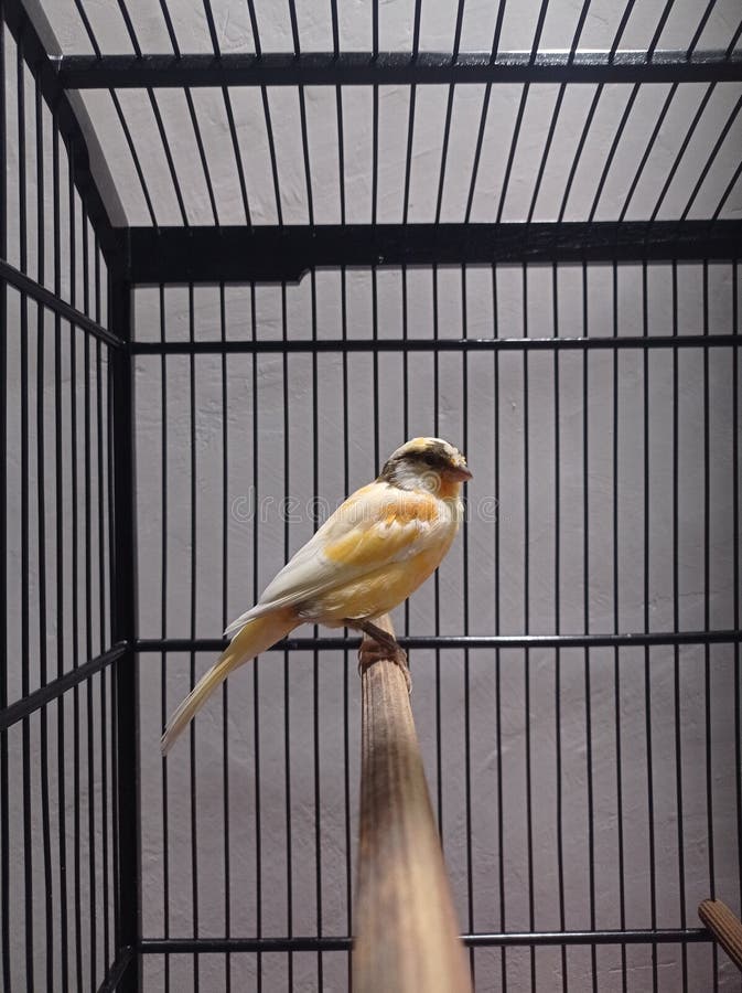 Young Canary Bird Yellow Good Stock Photo - Image of canary, yellow ...