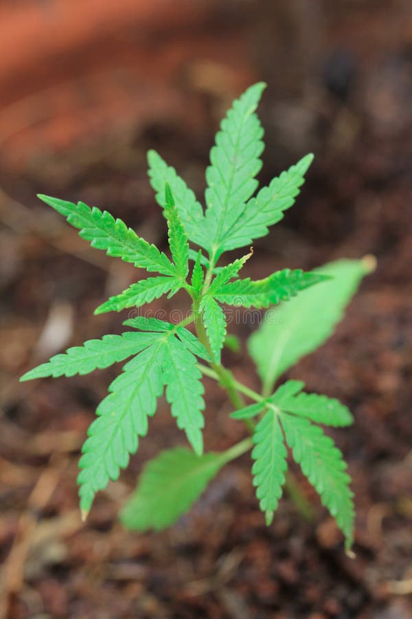 Young cannabis plant stock photo. Image of herb, drug - 38372640