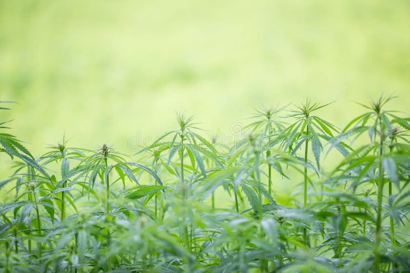 Young Cannabis Plant, Marijuana Stock Photo - Image of marijuana ...