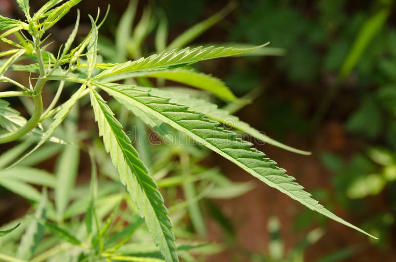 Young cannabis plant stock photo. Image of dealer, addictive - 53371322