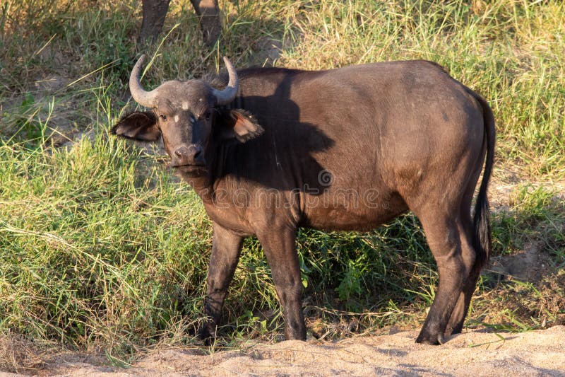 Young Cape Buffalo Isolated Stock Photo - Image of discover, five ...