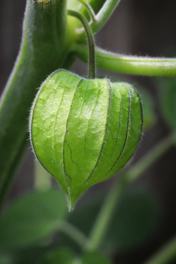 Young Cape Gooseberry Fruit Stock Image - Image of season, daytime ...