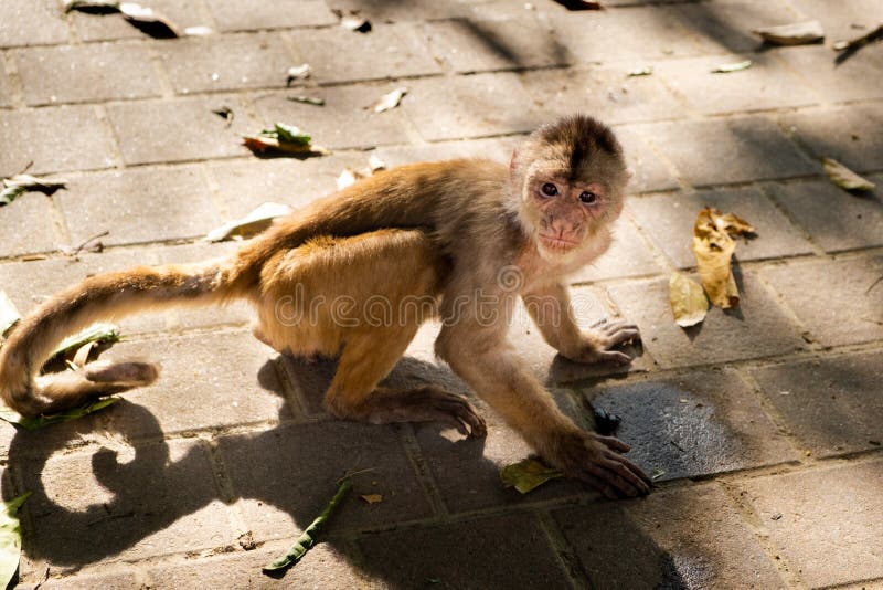 A Young Capuchin Monkey Looking at Camera Expressively Stock Image ...