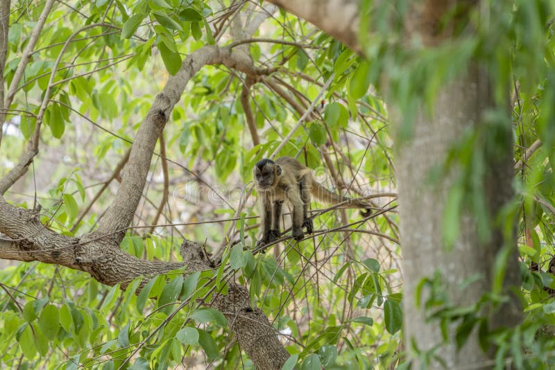 Young Capuchin Monkey in Tree Stock Image - Image of young, primate ...