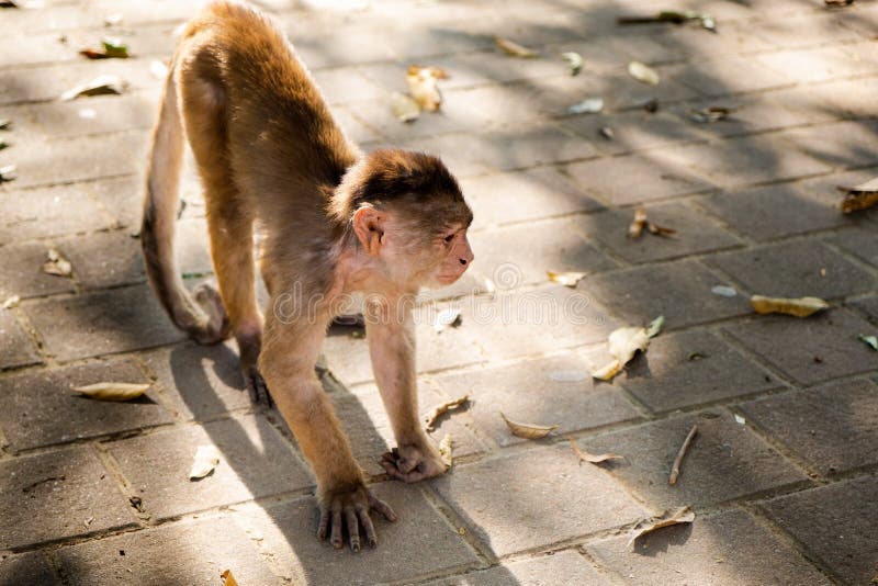 A Young Capuchin Monkey Walking on the Street Stock Photo - Image of ...