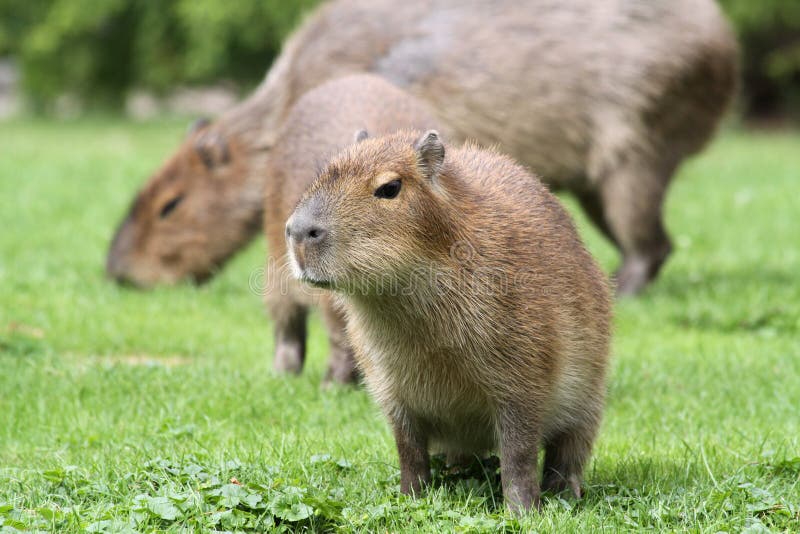 Capybara stock photo. Image of zoology, mammal, aquatic - 25494360