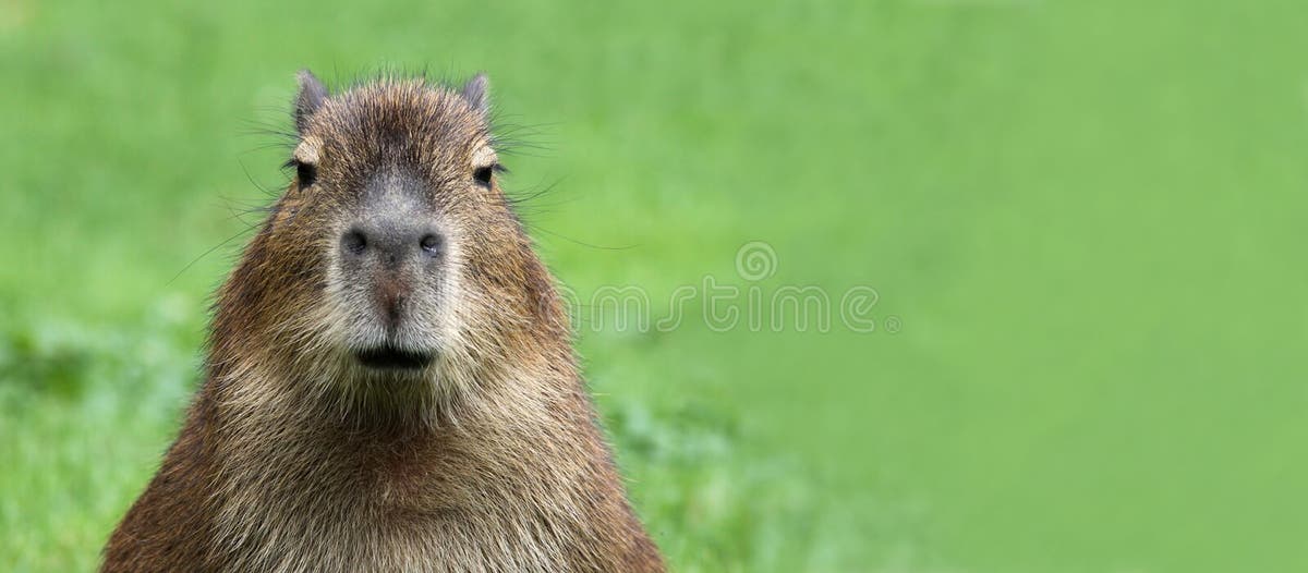 4,926 Capybara Cute Stock Photos - Free & Royalty-Free Stock Photos ...