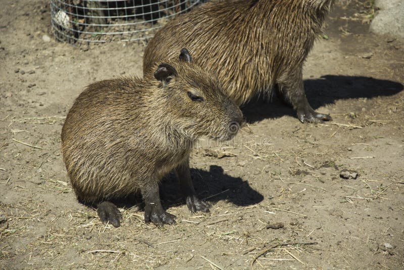 Sitting Capibara stock image. Image of ratlike, animals - 21629339