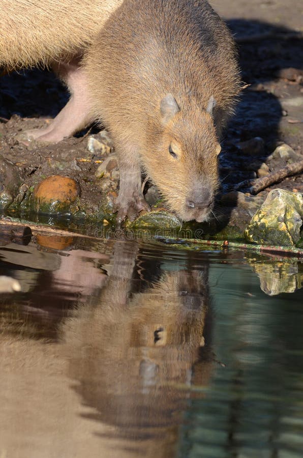 Young Capybara stock photo. Image of rodent, hydrochoerus - 22258518