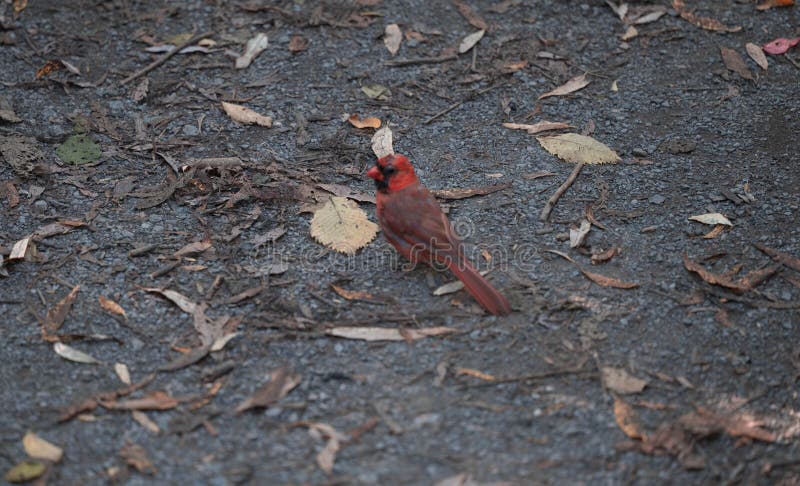 Young Cardinal Bird in the Woods Stock Photo - Image of small, cardinal ...