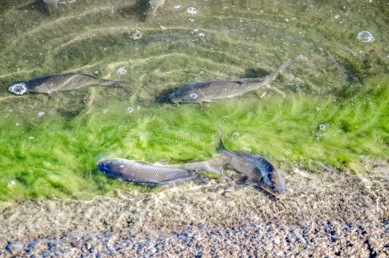 Young Carp Fish from Fish Farms Released into the Reservoir Stock Photo ...