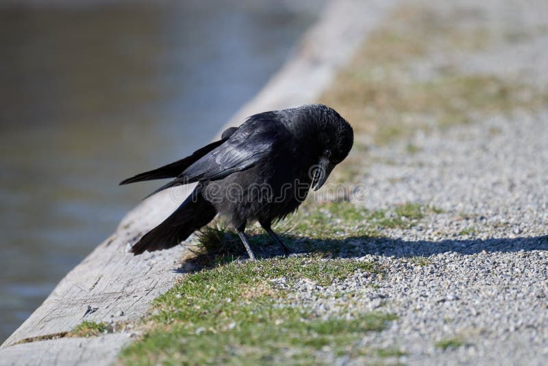 A Young Carrion Crow Corvus Corone Rattling on the Banks of a River ...