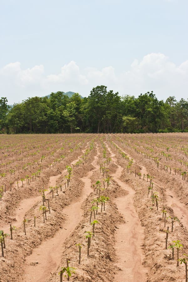 Cassava Field Near Mountain Stock Photo - Image of ground, background ...