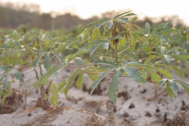 Tapioca tree in garden stock image. Image of nature - 117602469