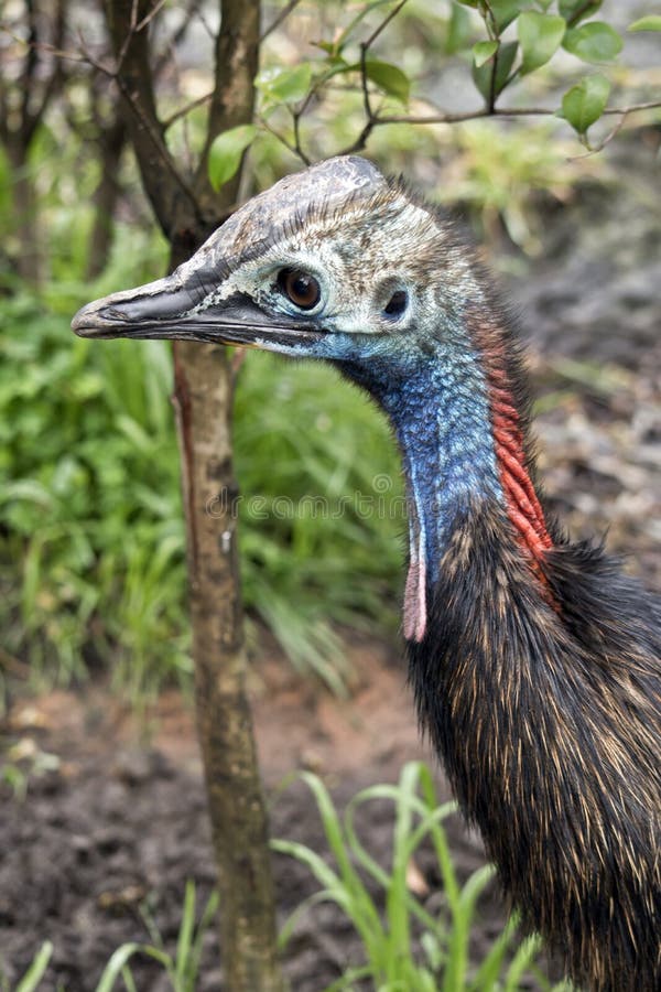A young cassowary stock image. Image of tail, unusual - 153512197