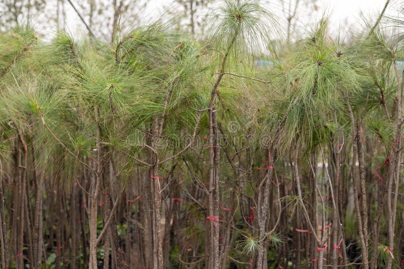 Young Casuarina Trees in a Plant Nursery Stock Image - Image of ...