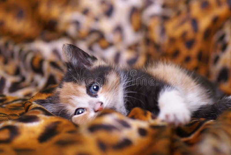 Young cat stock image. Image of predator, safe, kitty - 21890855