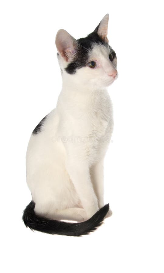 Young cat stock photo. Image of pussycat, kitty, white - 3443238