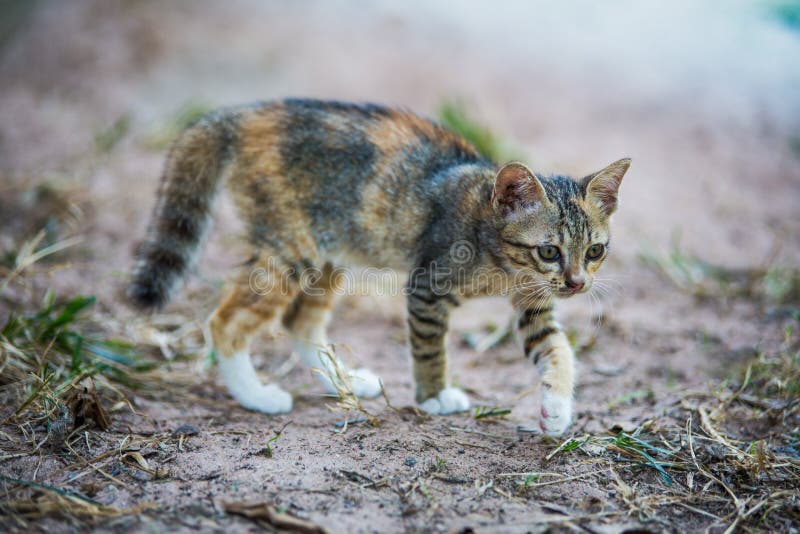 The young cat stock image. Image of animal, mammal, eyes - 87600289