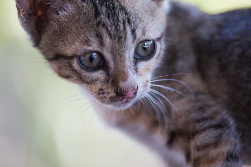 The young cat stock image. Image of kitty, kitten, tabby - 87602489