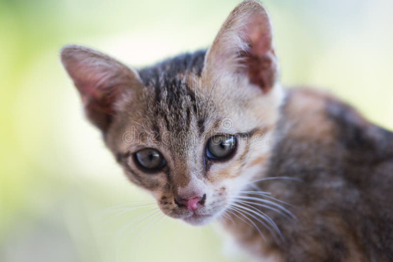 The young cat stock image. Image of mammal, sitting, funny - 87602815
