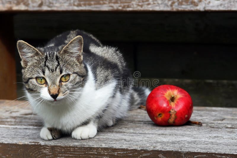 A Young cat with apple stock image. Image of curiosity - 25242771