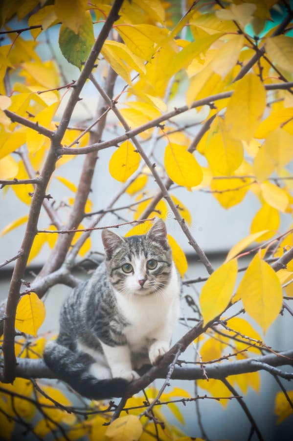 Cat on the branch stock image. Image of outdoor, stray - 34693303