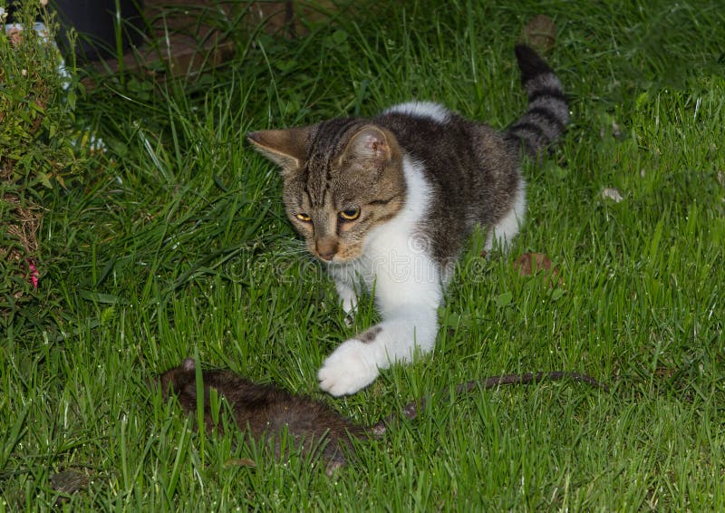 Cat Catching Mouse Stock Photos - Download 172 Royalty Free Photos