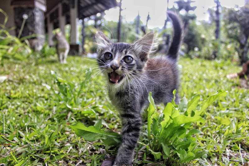 Young cat cute stock photo. Image of kitten, tree, cute - 194792658