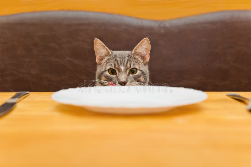 Young Cat after Eating Food from Kitchen Plate Stock Image - Image of ...