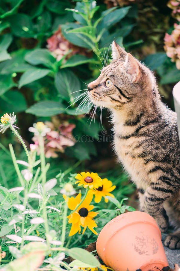 Young Cat Exploring a Garden Stock Photo - Image of adorable, beige ... Young Cat Exploring a Garden Stock Photo - Image of adorable, beige ...