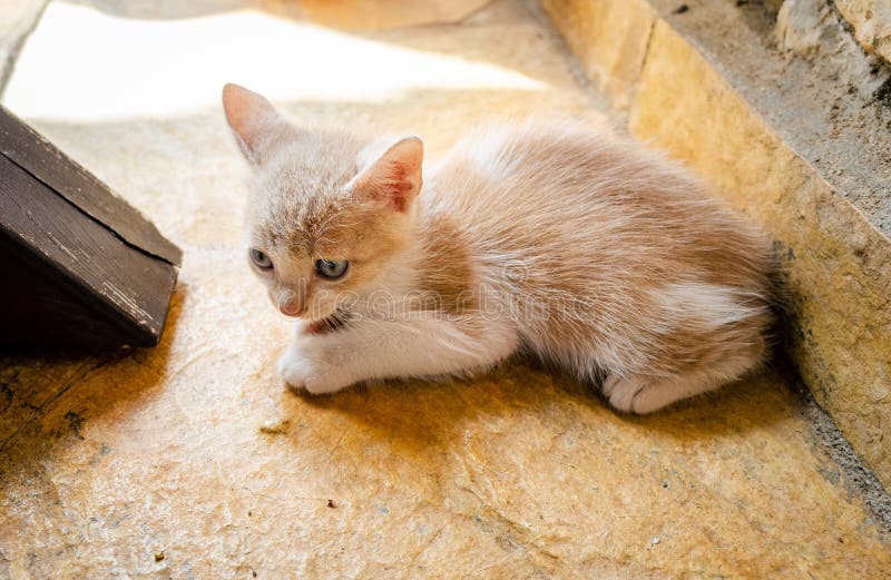 Young Cat Feeling Afraid and Alone on a Concrete Floor Stock Image ...